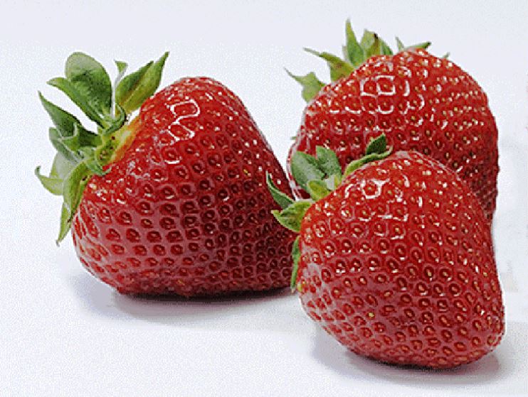 Fraise Polka – 10 plants • Plants de fraises