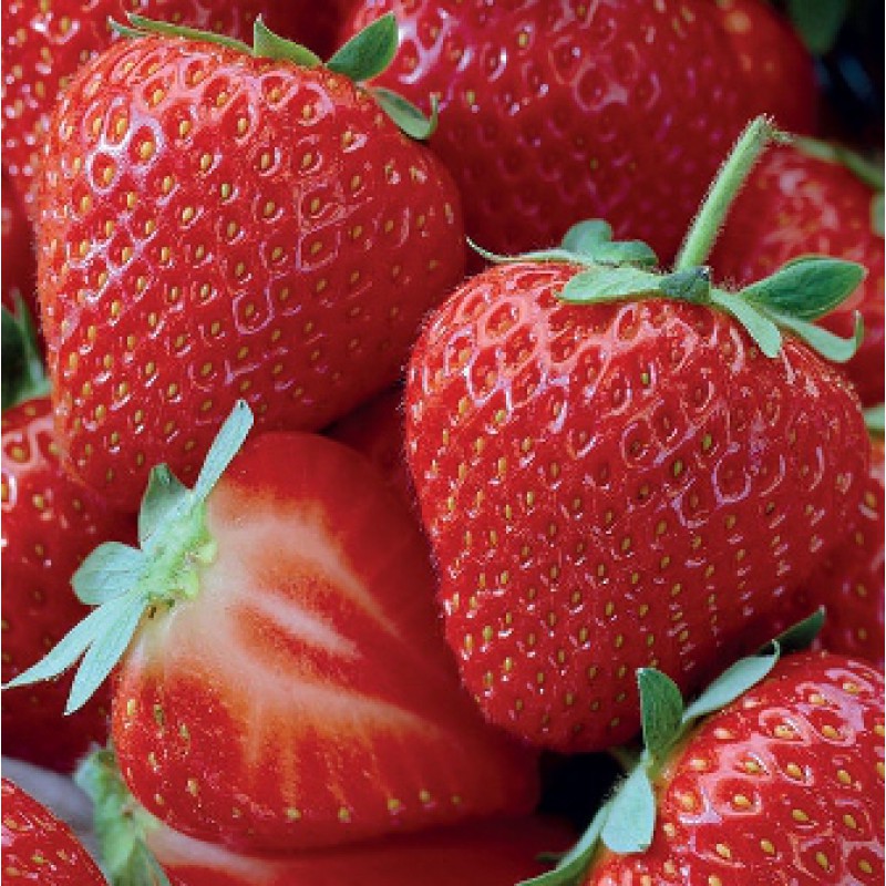 Fraise Honeoye 10 plants • Plants de fraises