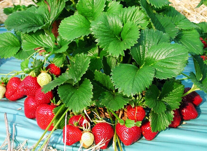 Fraise Florence 10 plants • Plants de fraises