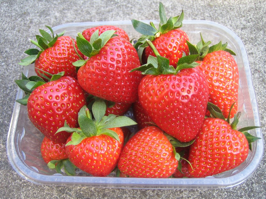 Fraise Selva 10 plants • Plants de fraises