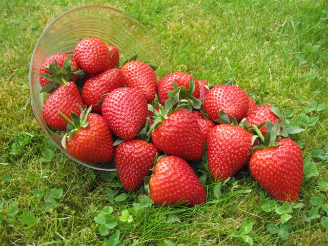 Fraise Vibrant 10 plants • Plants de fraises