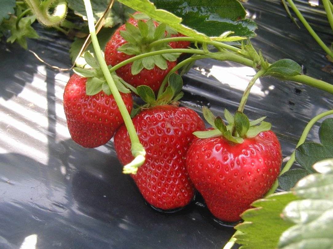 Fraise Monterey 10 plants • Plants de fraises